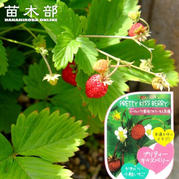 ●品種の特徴ヨーロッパで栽培されている実用性も伴う専門家推奨のワイルドストロベリー。更に実付きがよく改良された選抜品種で、開花数が非常に多く、たくさん結実します。ワイルドストロベリーは、食用のオランダイチゴを小さくしたようなかわいらしい草姿...