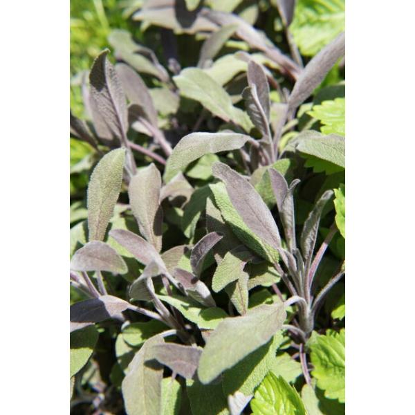 ●品種の特徴紫がかった灰色と紫がかった緑色の葉色がオシャレで、お庭のアクセントになります。気温が下がると濃く深い葉色に変わり、とてもきれいです。生長がゆっくりのハーブです。高さは40〜60cmほどで、大きくなりすぎないので、鉢植えにしたり、...