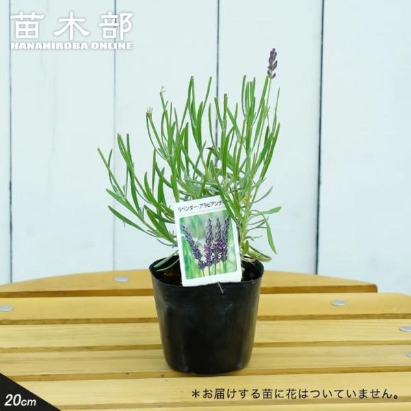 ●品種の特徴ニュージーランド産ディリーディリーの選抜種。花穂の先が細く、葉は細く長さ2〜3mmほどです。コンパクトな株になるタイプ。香りが強くたくさんの花を咲かせます。青紫の花色がとても美しいです。ラベンダースティックやリースを作るのに適し...