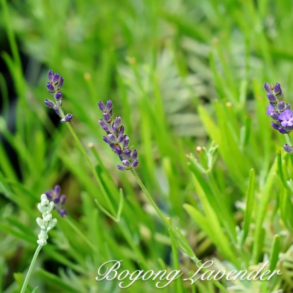 ●品種の特徴開花時は100cmほどの草丈となる大型品種です。花穂の長さは、5〜6cmで花茎は40cmほどになります。グレーグリーンの葉に濃い紫色の花に紫色のガクです。 ラベンダーは心地よい香りが魅力のハーブです。木本性ですが宿根草として扱わ...