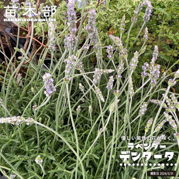 ●品種の特徴「デンタータ（歯のような）」の名の通り、青みがかった細長い葉の縁に先が丸いくし状の切れこみが入ったラベンダーです。灰色の綿毛がありとっても柔らかな印象の葉。四季咲き性のため花が長く楽しめます。また、控え目な優しい香りで癒されます...