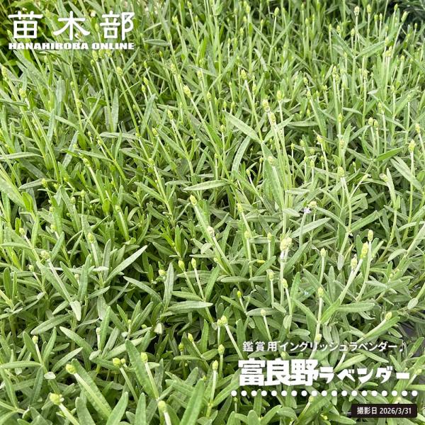 ●品種の特徴ラベンダー畑と言えば北海道富良野町にあるものが有名ですね。北海道の広大なラベンダー畑は圧巻。こちらの品種は、富良野で良く栽培されているイングリッシュラベンダーです。富良野には「ようてい」「はなもいわ」「濃紫早咲」「おかむらさき」...