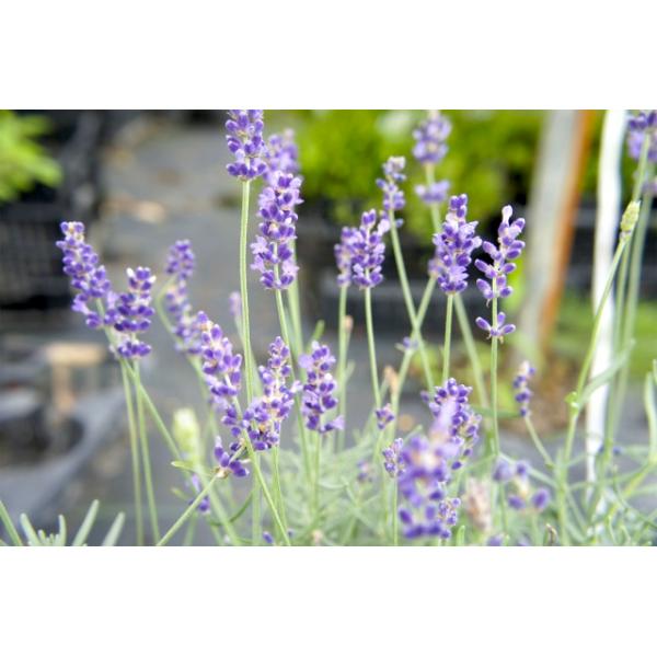 ●品種の特徴青紫色で多花性の新しい品種です。花穂が長く、香りが良いコモンラベンダーです。花壇や鉢植え、切花に向いています。ラベンダーは心地よい香りが魅力のハーブです。木本性ですが宿根草として扱われることが多く、花壇の植え込みやコンテナ栽培な...