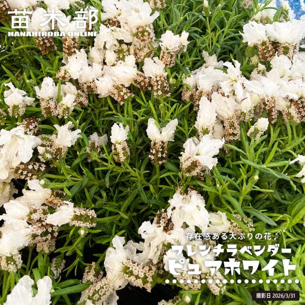 ●品種の特徴最近はラベンダーは白が人気です。人気の白のラベンダーの矮性（大きくならない）のフレンチラベンダー ラベラピュアホワイトです。ラベラシリーズはコンパクトに育ち、枝の分枝がよく、お花がどんどん咲く優良種です。株は締まったように育ち、...