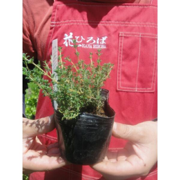 ●品種の特徴タイムなのに、ほのかなラベンダーの香りのする立性のタイムです。他のタイムに比べ生長がゆっくりですが、性質が丈夫なためよく枝張りします。茎は少し横に伸び、葉はやや肉厚にです。優しいピンク色の花を咲かせます。肉料理やハーブティとして...