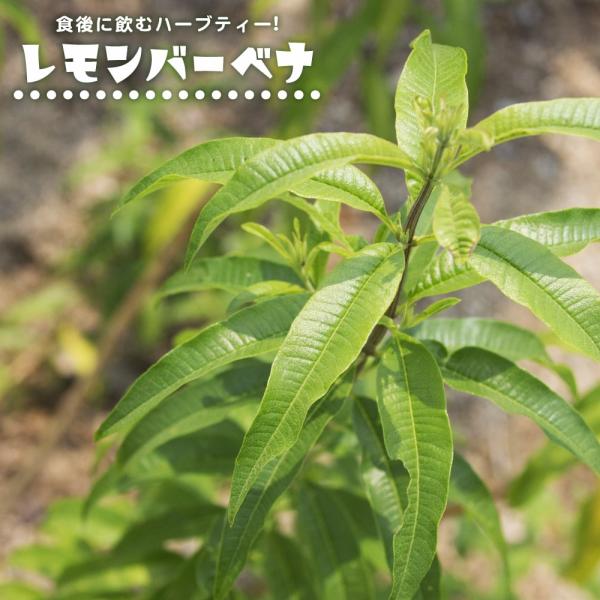 ●品種の特徴ハーブティーの女王と呼ばれています。クセがないので、ハーブ初心者にもオススメの品種。葉はハーブティーに使用しますが、生葉でも乾燥葉どちらでも利用できます。 香水の木とも言われ葉にレモンの香りがあります。明るいライムグリーンの葉が...