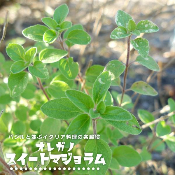 ●品種の特徴特有の芳香とかすかな辛味を持つハーブです。 スパイシーな風味があり、肉料理やトマトソースなどによく合ます。強い精油分が含まれ乾燥後も香りが失われません。やや肉厚の葉にはオレガノよりも優しい芳香があり、きざんで少量を料理に加えるだ...