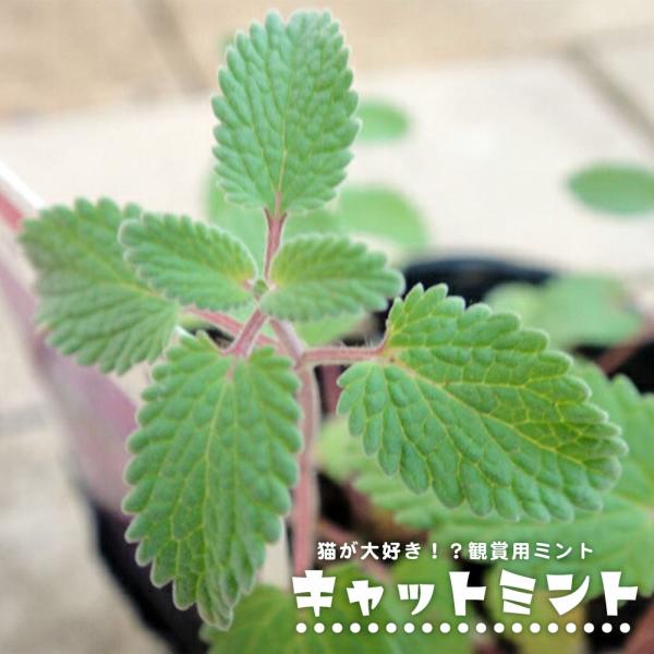 ●品種の特徴ミントという名前が付いていますが、シソ科ハッカ属であるミントの仲間ではなく、キャットニップの近縁種で、シソ科イヌハッカ属に分類され、キャットニップと同じように猫が好む芳香があるといわれています。スペアミントなどとは種類が異なるた...