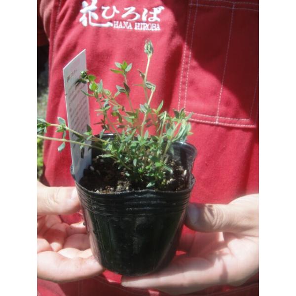 ●品種の特徴タイムという名が付いてますが、シソ科ニガクサ属のウォールジャーマンダーの近縁種です。初夏に可愛らしいローズピンクをしたシソ科独特の花を咲かせます。この小さなシルバーの葉を触ると、かなり強い香りが出ます。この香りを猫が大好きで、マ...