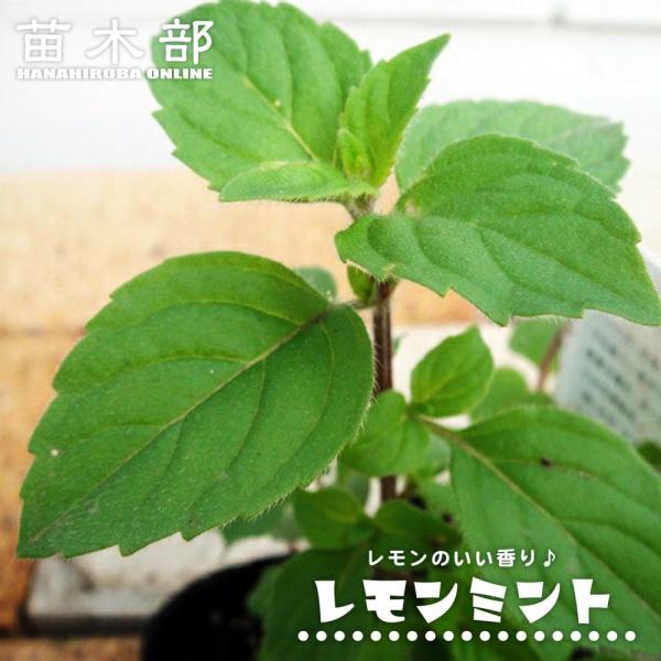 ●品種の特徴レモンの風味があり、フルーティーな香りが楽しめます。生育は遅く、他のミントと比べて広がりにくいです。アブラムシがよくつくため、こまめな注意が必要です。生葉や乾燥葉を、ハーブティーや様々な料理に活用でき、ポプリや虫除けなどのクラフ...