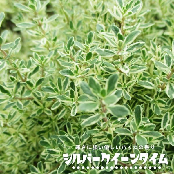 ●品種の特徴レモンタイムの白斑入り種。白い斑の入ったやや大きめな葉には強いレモンの香りがあり、冬期はピンク色に色づいて３色になり、とてもきれいです。立性のため強い香りが楽しめます。ハーブティや料理、フレッシュハーブを入浴剤として利用したり、...