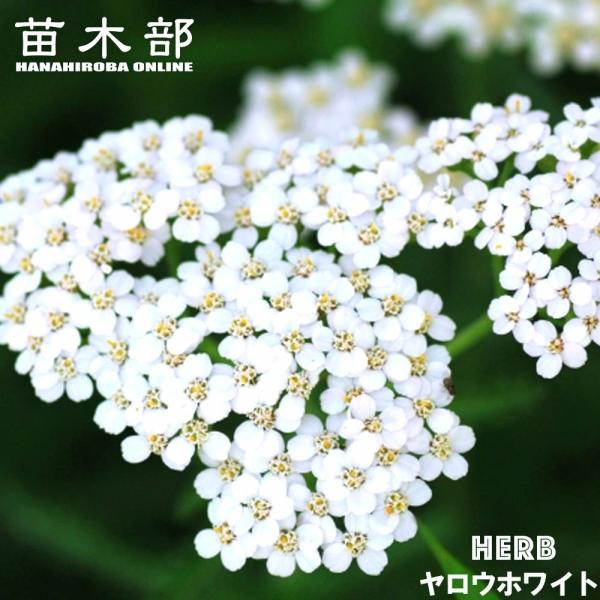 ●品種の特徴ハーブの中でも背丈が高く、開花期が長いのも特徴です。特に白花の品種は「兵士の傷薬」という呼び名を持ち、古くから傷の手当てに用いられていた植物でもあります。メディカル的な用途は幅広く、ハーブティーは自然の薬そのものという印象です。...