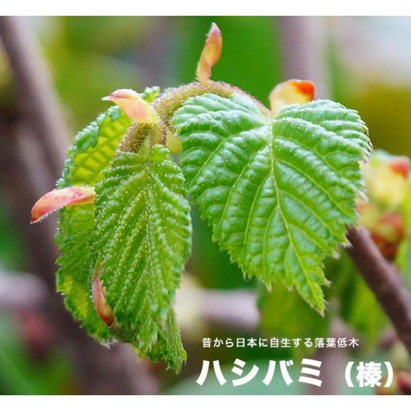 ●品種の特徴日本に古来から自生する日本種の「榛 (ハシバミ)」です。へーゼルナッツとして知られる「西洋ハシバミ」同様、果実は成りますが、「西洋ハシバミ」に比べて、果実は小さめです。果実は食用になります。生のままでも食べられますが、おいしいの...
