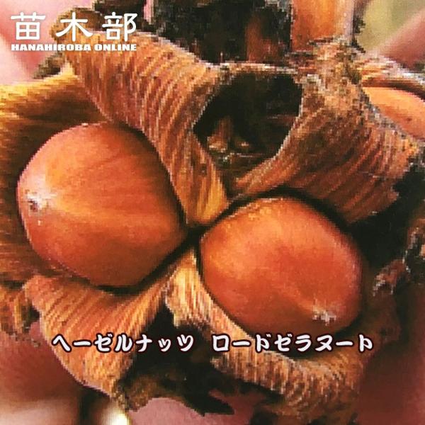 ●品種の特徴ロードゼラヌートは新葉が赤く色づく、観賞用としても価値の高いヘーゼルナッツです。赤紫色の外殻に包まれた実が収穫できます。果実は丸っこく大実です。お菓子やスイーツなど、果実は加工しても使えます。嬉しいことにクルミほど高木にはなりま...