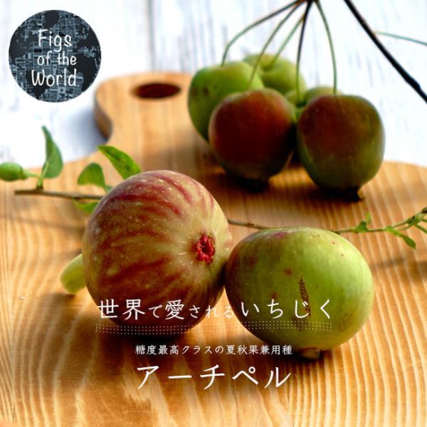 ●品種の特徴アーチペルはイチジクの中でも、糖度最高クラスで、とろけるような甘さが楽しめます。皮が薄いので皮のままでも食べられる品種です。それでいて風味はあっさりしており、これならイチジクが嫌いな人でも食べられると言われる、とても美味しいイチ...