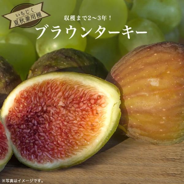●品種の特徴6月下旬〜7月中旬と8月下旬〜10月の2度、収穫が楽しめる夏秋兼用種のブラウンターキー。晩生種です。実は小粒ですが、程よい酸味と強い甘味があります。果汁が多く食味も良好。ドライイチジクには向きません。ヨーロッパからアメリカに渡っ...