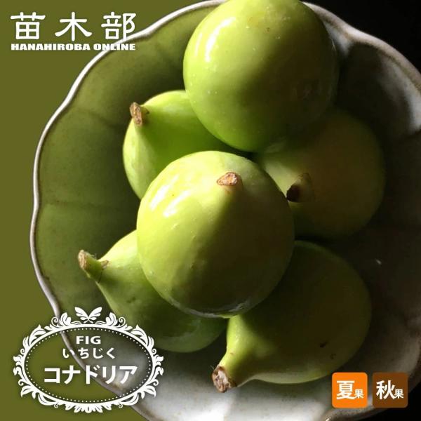 ●品種の特徴「コナドリア」は、果実が熟しても果頂部の口が開かないので、雨などの腐敗や虫の侵入にも強く、裂果しにくい品種です。耐寒性があり、暑くなるとより甘い実をならせます。さっぱりとした味わいの中に甘みと酸味のバランスが非常によいイチジクで...