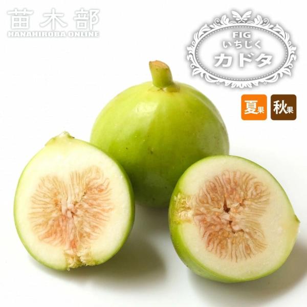 ●品種の特徴イチジク「カドタ」はイタリア原産の夏秋兼用品種で、熟して果皮が黄緑色のままの白イチジクです。糖度が高く、蜜が浮き上がるくらいジューシー。まるでジャムを食べているような甘さです。皮が薄くそのまま生食できますが、ドライイチジクや加工...