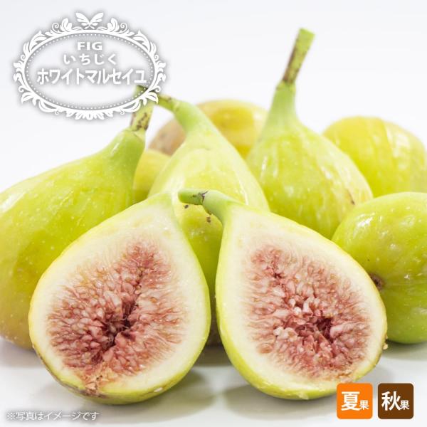 ●品種の特徴「ホワイトマルセイユ」は、夏秋兼種のとても甘いイチジクで、最高糖度25度を誇ります。果肉も果皮も白系で熟し加減がわかりずらいですが、果皮にサビ斑が出始めた頃が食べごろです。完熟前は酸味が強めで、爽やかな風味がします。完熟果はとて...