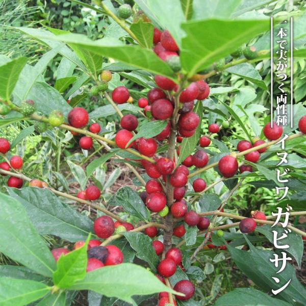 ●品種の特徴イヌビワは基本的に雌雄異株ですが、こちらの品種は珍しい両性株です。実は赤く、鈴なりに実ります。一応食用も可能ですが、おいしくないです。イヌビワは関東以西本州、四国、九州、沖縄にかけて分布する落葉低木樹です。名前に「ビワ」とついて...