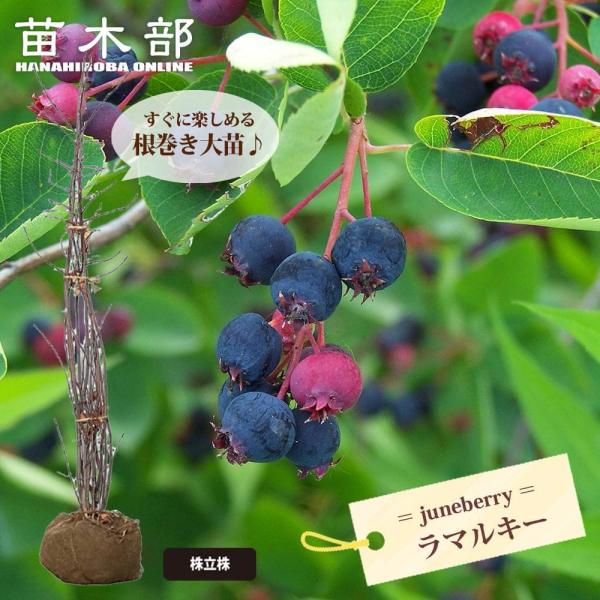 ●品種の特徴ジューンベリーは4月下旬から5月上旬にかけて白い小さな花がたくさん咲き、6月には赤くてかわいらしい実がなります。秋には葉が赤や黄色に紅葉し、四季を通して楽しめます。自然に樹形が整うため頻繁に剪定する必要がなく、寒さや病害虫にも強...