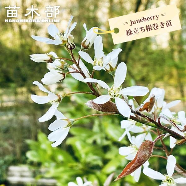 ●品種の特徴ジューンベリーは4月下旬から5月上旬にかけて白い小さな花がたくさん咲き、6月には赤くてかわいらしい実がなります。秋には葉が赤や黄色に紅葉し、四季を通して楽しめます。自然に樹形が整うため頻繁に剪定する必要がなく、寒さや病害虫にも強...