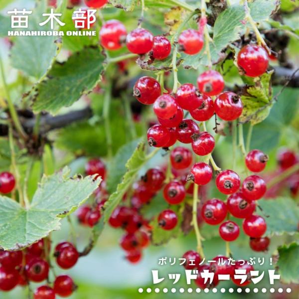 ●品種の特徴レッドカラント（レッドカーラント）はアントシアニン色素が豊富。和名ではフサスグリの名で知られ、種が大きく、渋みがあるので、あまり日本人にはなじみの薄い果実です。しかし、熟した果実はルビーのブローチのように鮮やかに輝き、観賞価値も...