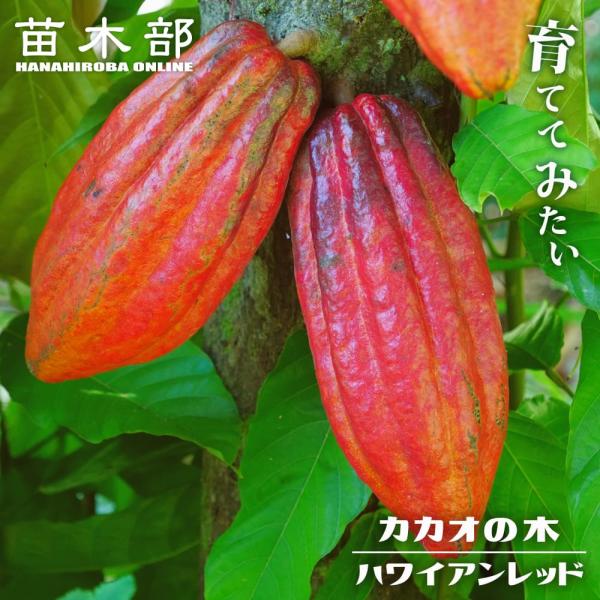 ●品種の特徴「ハワイアンレッド」は鮮やかな赤い果実を実らせる、美しい果色と優れた観賞価値を兼ね備えたハワイ選抜のカカオです。完熟前から鮮やかな赤色の果実を付けるのが最大の特徴です。濃緑色の葉とのコントラストは非常に美しく、果樹としてだけでな...