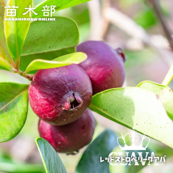 ●品種の特徴「レッドストロベリーグアバ」はフトモモ科の常緑低木で、比較的耐寒性もあるトロピカルフルーツです。一般的な品種の果実は黄色ですが、この品種は実が鮮やかな濃桃色になります。また、花や葉、果実からイチゴのような甘い芳香を放ち鑑賞樹とし...