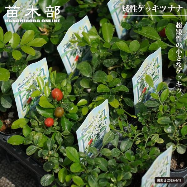 ●品種の特徴「ナナ」は極矮性のゲッキツです。樹高10ｃｍの内から花をたくさんつけ、香りも抜群。「ナナ」はゲッキツの極矮性タイプで、樹高があまり大きくならず、コンパクトな姿で楽しめます。葉も小さく密につき、全体にまとまりのある姿に育ちます。白...
