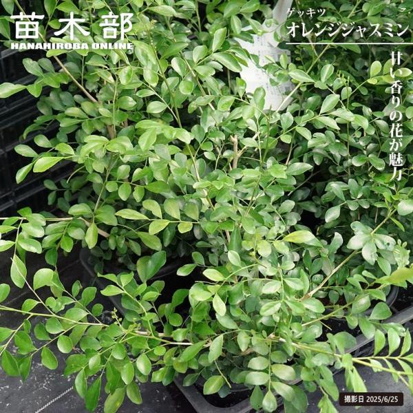 ●品種の特徴オレンジジャスミンやシルクジャスミンの名前で流通している花の香りの良い観葉植物です。ゲッキツは緑の葉に白い小花を初夏から秋にかけて咲かせ、花後には小さな赤い実が付きます。甘い香りの花が魅力で、香りを楽しむ観葉植物として室内でも人...