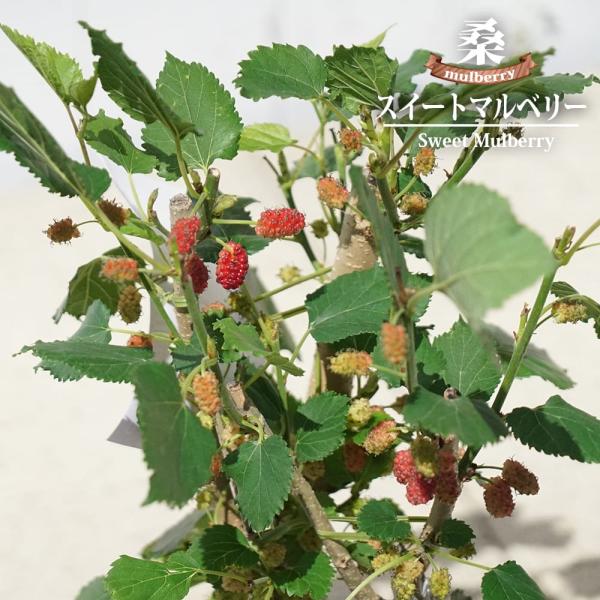 ●品種の特徴「スイートマルベリー」はとても実付きがよい品種で若木のうちからたくさんの実をつけます。入荷時も木は小さいのですがたくさんの実が付いていました（2025/5）桑の木の洋名がマルベリーです。桑の木は蚕の餌に使われます。苗はほぼ無農薬...