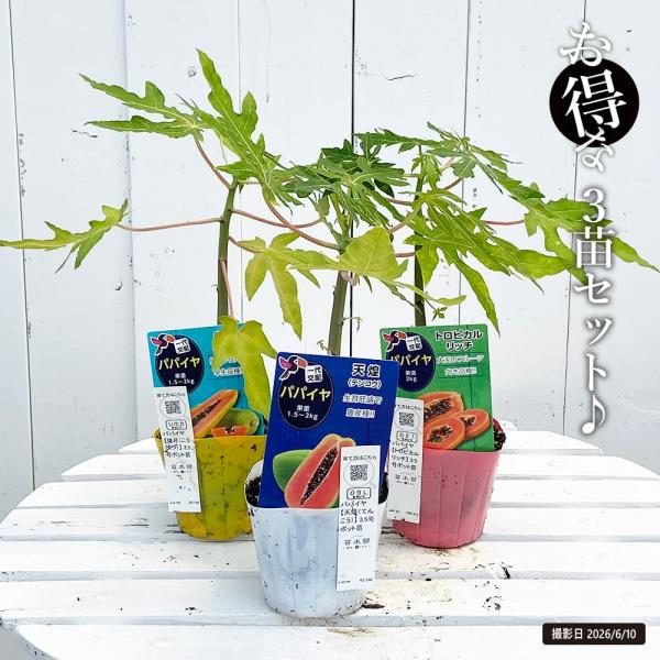 ●品種の特徴パパイヤ【トロピカルリッチ】鮮明な橙赤色の厚みのある果肉で、しっかりした食感と甘さが特徴のパパイヤです。果重が2kg程になる大玉のフルーツ向き品種です。肉質も固く輸送性が高いです。パパイヤ【煌月（こうげつ）】大玉の早生品種です。...