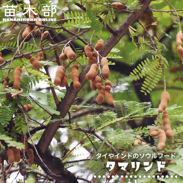 ●品種の特徴「タマリンド」は果実が食用になり、料理の酸味料や食品添加物の増粘安定剤として利用されたり、ピクルスやシロップ漬け、塩漬け、ドライフルーツ、清涼飲料水など様々な場面で利用されています。インドや東南アジア、アフリカに広く分布するマメ...