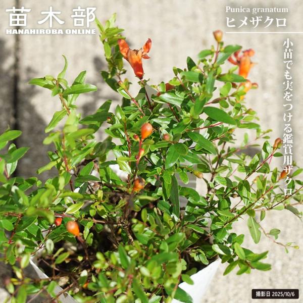 ●品種の特徴ヒメザクロ「一才性」は、木が若木のうちから花や実をつける観賞用の矮性品種。小さめの鉢でも栽培可能な盆栽向けの品種です。「ヒメザクロ」はザクロの変異種で背丈があまり大きくなりません。花も小さく、実の大きさも姫リンゴくらいと小さく可...