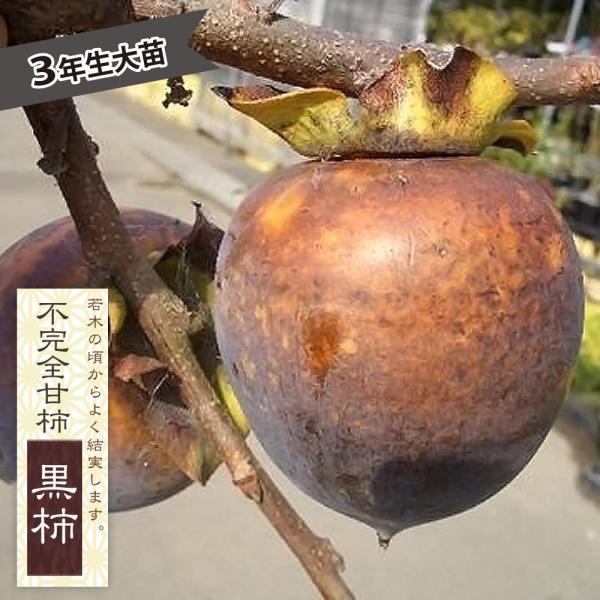 ●品種の特徴黒柿（くろかき）は黒実柿（くろみがき）とも呼ばれ、営農的に栽培されているところはほとんどなく、主に個人の農家や、家庭などで栽培され、収穫されています。そのため、流通量も非常に少なく、市場やスーパーではほとんど販売されないため、幻...