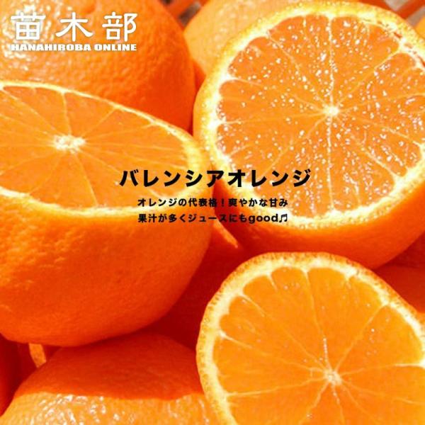 ●品種の特徴バレンシアオレンジは、甘みと酸味のバランスが良く、清涼感溢れる特有の香りが特徴。果汁が多いのでそのままお召し上がりいただくのはもちろん、果汁を絞ってジュースにするのもおすすめです。冷蔵庫で冷やすとさらに美味しくなります！隔年結果...