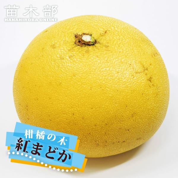 ●品種の特徴紅まどかは、ジューシーなザボンの品種です。肉質が良く、苦みが少ない品種です。ブンタン類の中では耐寒性が強く、後期落果は少ない品種です。糖度が高く、食味良好。果皮薄く、果汁多く、じょうのうも薄いので食べやすいです。果重はだいたい平...