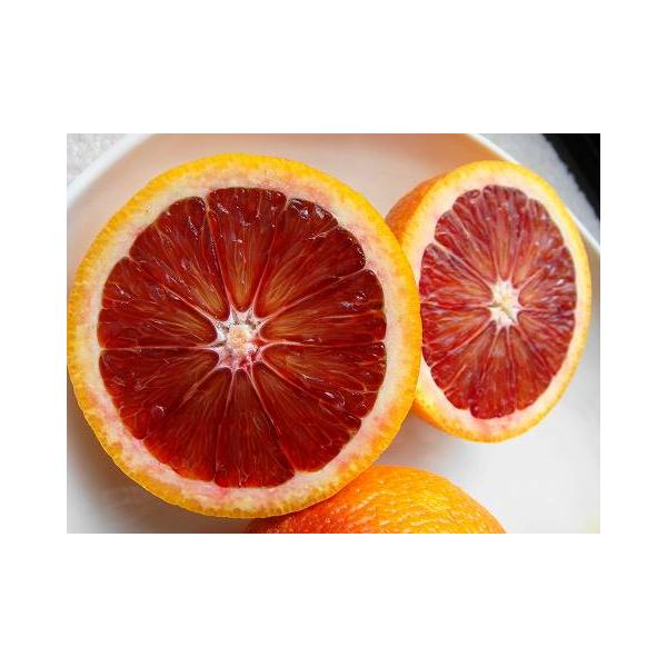 学名：Citrus sinensis (L.) Osbeck　ミカン科　ミカン属交配親：ザボンとタンジェリンオレンジ開花時期：5月花色・大きさ・花形：白・小輪咲き（2.5cm位）・一重香りの強さ：★★★★★ 強香 甘い収穫時期：3月下旬〜4...