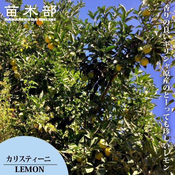 ●品種の特徴「カリスティーニ」はギリシャ原産の果汁が多く香りも良い優良品種。果汁の多さはマイヤーレモンと同じくらい、アレンユーレカより香りが良く、毎年安定した収穫量を期待できます。まだあまり流通していない珍しいレモンです。一本でも実がつく品...