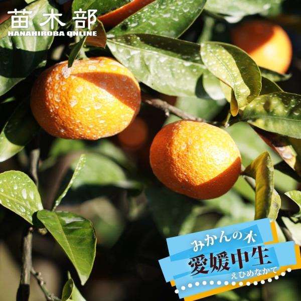 ●品種の特徴愛媛中生温州みかん（えひめなかて）は果汁が多く甘味は中くらい、酸味少なめで香は中くらいの食味です。南柑20号に比べて1週間程着色が早く糖度が高いです。果皮はむきやすく、じょうのう膜は薄く柔らかいです。浮き皮は出やすいですが、南柑...