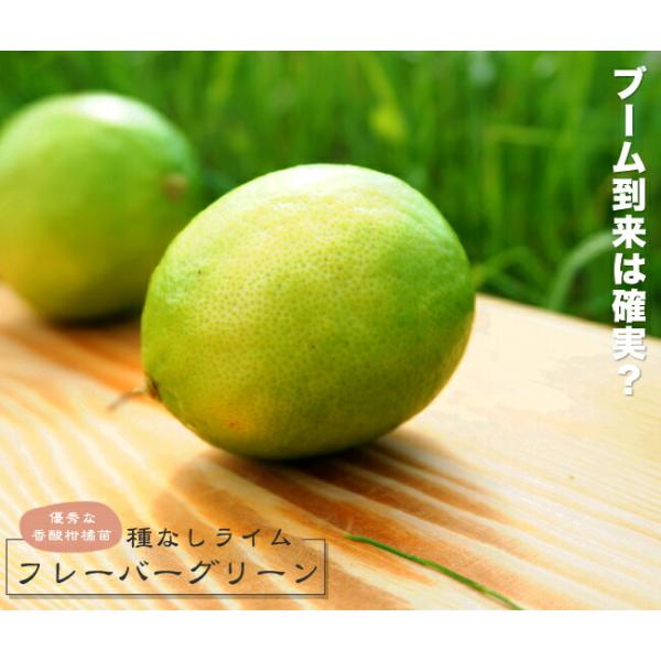 ●品種の特徴フレーバーグリーンは、まだ世の中にあまり知られていない柑橘系苗です。トゲが少なくて病気にも強いなら、初心者の方も安心して育てられますね。実つきも良いです。とにかく知ってもらいたいのは、成った果実を手に取ったとき、抜群に良い香りだ...