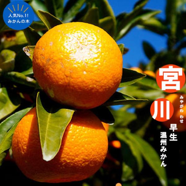 ●品種の特徴人気No.1の品種です。作りやすくて庭植え向け。隔年結実が少なく結実良好。耐寒性も少しだけあります。超豊産性で毎年よくなり初めての方でも簡単です。皮はむきやすく美味しいです。果汁は多く、酸味・糖度共に高いです。果重１３０g程でみ...