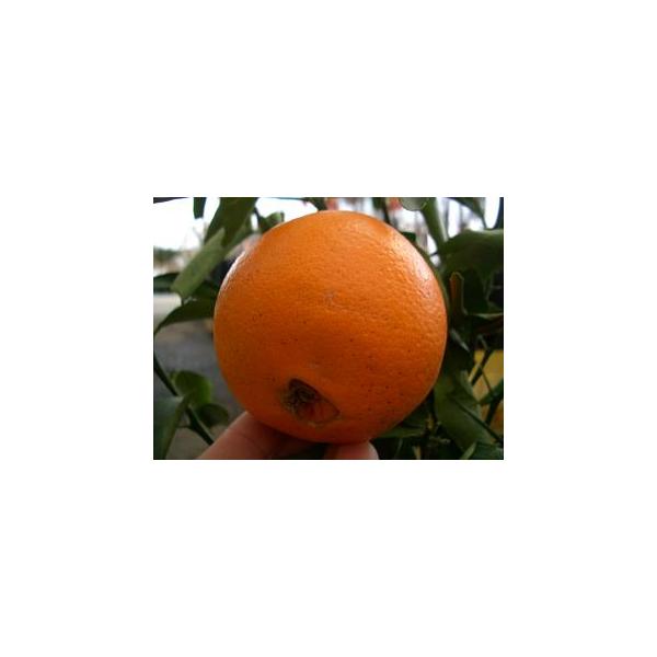 ●品種の特徴耐寒性はみかんよりやや弱いです。1本で結実します。ネーブルの中では最も果実が大きく、香り高く、酸味が少なくまろやかな品種です。250〜300ｇで玉ぞろい良好。糖度12〜13度くらいで果汁多く独特の風味があります。収穫は12月中旬...