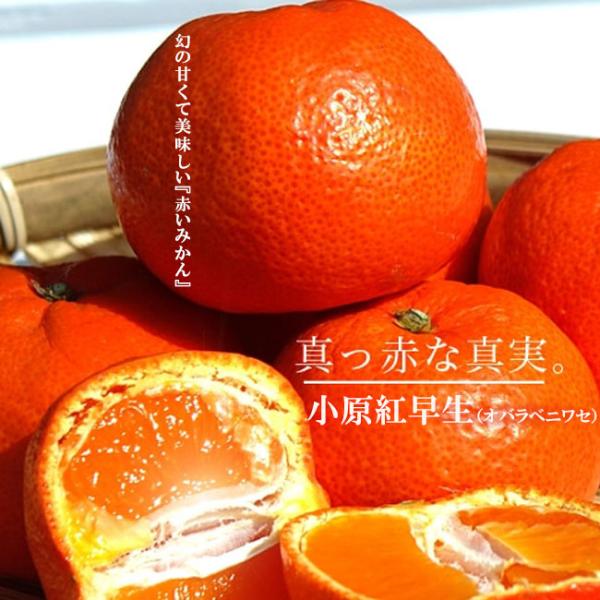 ●品種の特徴数あるみかんの中でも、もっとも果皮が赤い「小原紅早生みかん」。昭和48年に香川県のみかん農家「小原幸晴」氏のみかん園で発見された、宮川早生温州みかんの枝変わりの品種です。種苗登録までに20年、美味しいみかんができるまでに10年も...