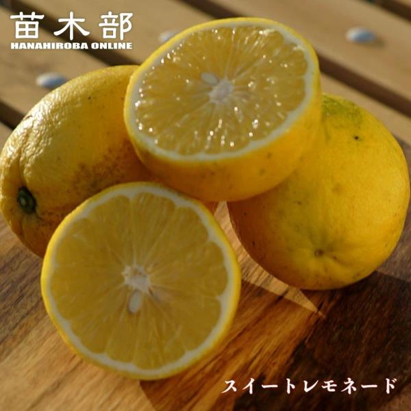 ●品種の特徴元々レモンは雑種も数多くあります。その雑種の1つでもあるこのスイートレモネードは、ミカンとレモンの交配種で、まだあまり認知されていない雑柑類です。オレンジに分類すべきかレモンとすべきか、迷うところです。その形は丸く、マイヤーレモ...