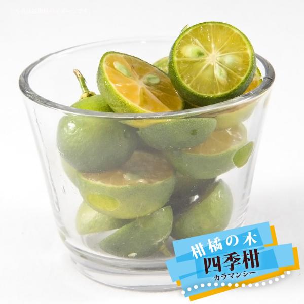 ●品種の特徴「四季柑」は沖縄での呼び名で、広くはカラマンシーと呼ばれています。シークワーサーの代用品として台湾から果汁が輸入されている品種で、3cm程度の小さな実を付けます。果皮には甘みがありますが、果肉はかなり酸っぱいです。主に飲料や食品...