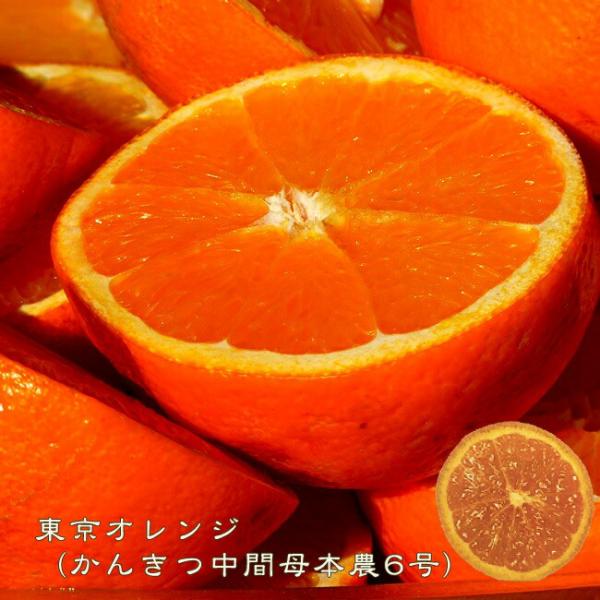 ●品種の特徴かんきつ中間母本農6号は、温州みかんのMサイズくらいの大きさの雑柑類です。豊産性で甘みと酸味のバランスも良く、生食としても おいしくいただけますが、果皮が少し硬いのが特徴。ただ、じょうのう膜は柔らかく、加工用として、生しぼりオレ...