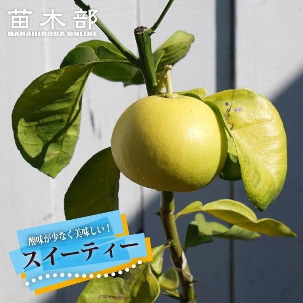 ●品種の特徴グレープフルーツとポメロから誕生したスィーティー。栄養的にも非常によく似ていますが、スウィーティーは、柑橘類のひとつで、グレープフルーツ とブンタンの交配種です。果実の大きさはグレープフルーツとほぼ同じで、果皮表面が緑色をしてい...