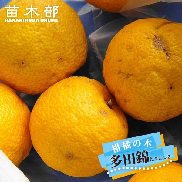 ●品種の特徴1本で結実します。日本の風土に適し栽培しやすく、お庭に1本あれば食卓で素晴らしい風味が楽しめます。柑橘類の中では耐寒性があります。隔年結果しにくいです。種がほとんど入らないので、輪切りにしてジャムやケーキに使ったり、多汁で料理に...